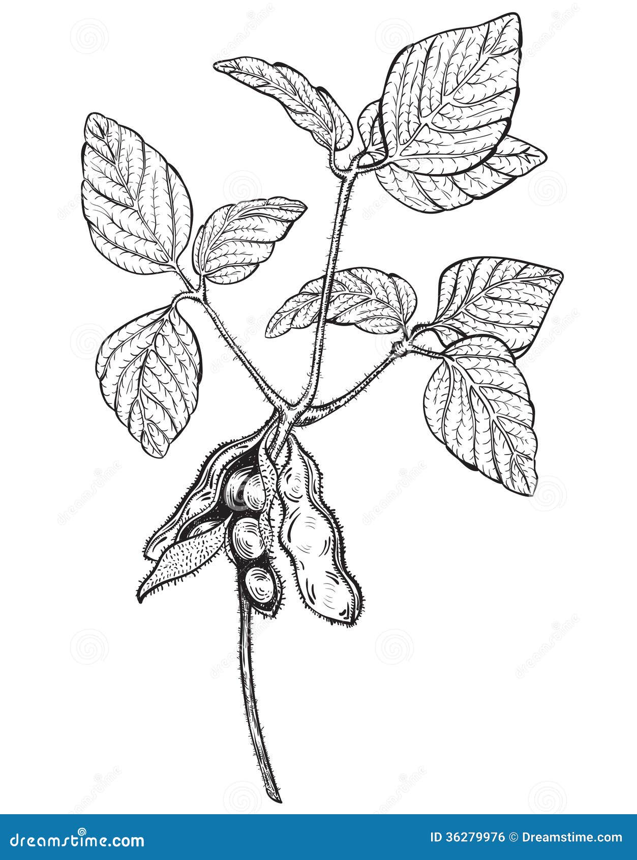 Soia illustrazione vettoriale. Illustrazione di riga - 36279976