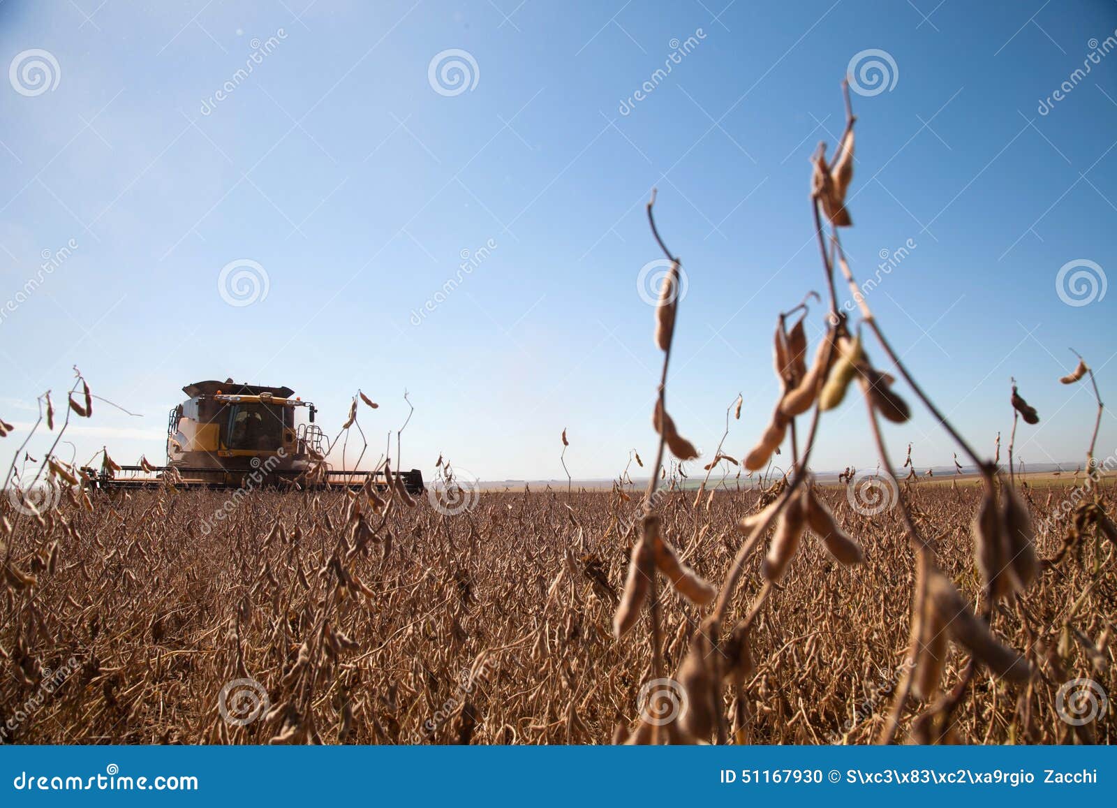 Soia Che Pianta Durante Il Raccolto Fotografia Stock - Immagine di ...