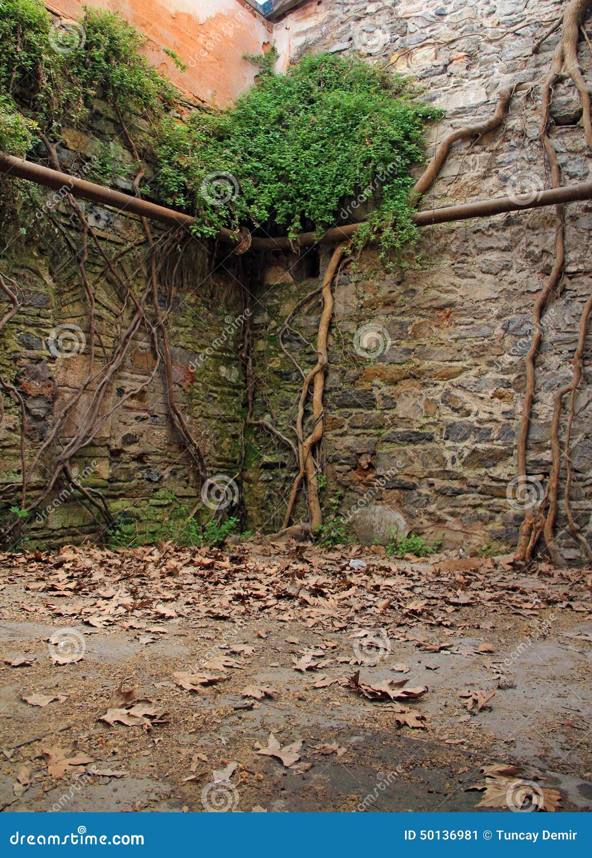 Soil Appears Tree Roots in Old Building Stock Image - Image of scene ...