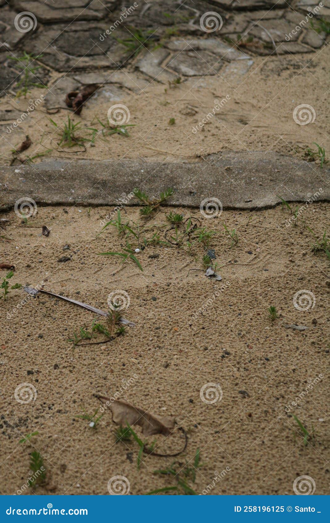 Soil background with rocks stock image. Image of wildlife - 258196125