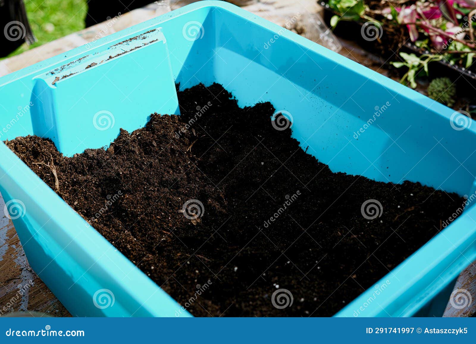 Soil in a blue box stock image. Image of tree, flower - 291741997
