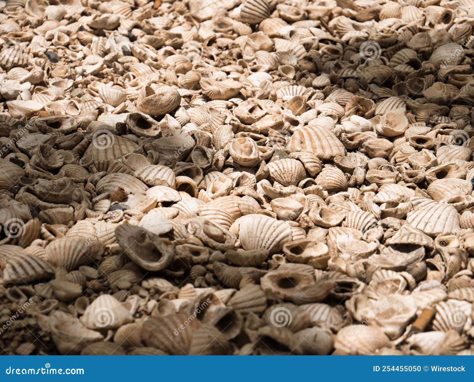 Floor made of shells stock photo. Image of senegal, island - 254455050