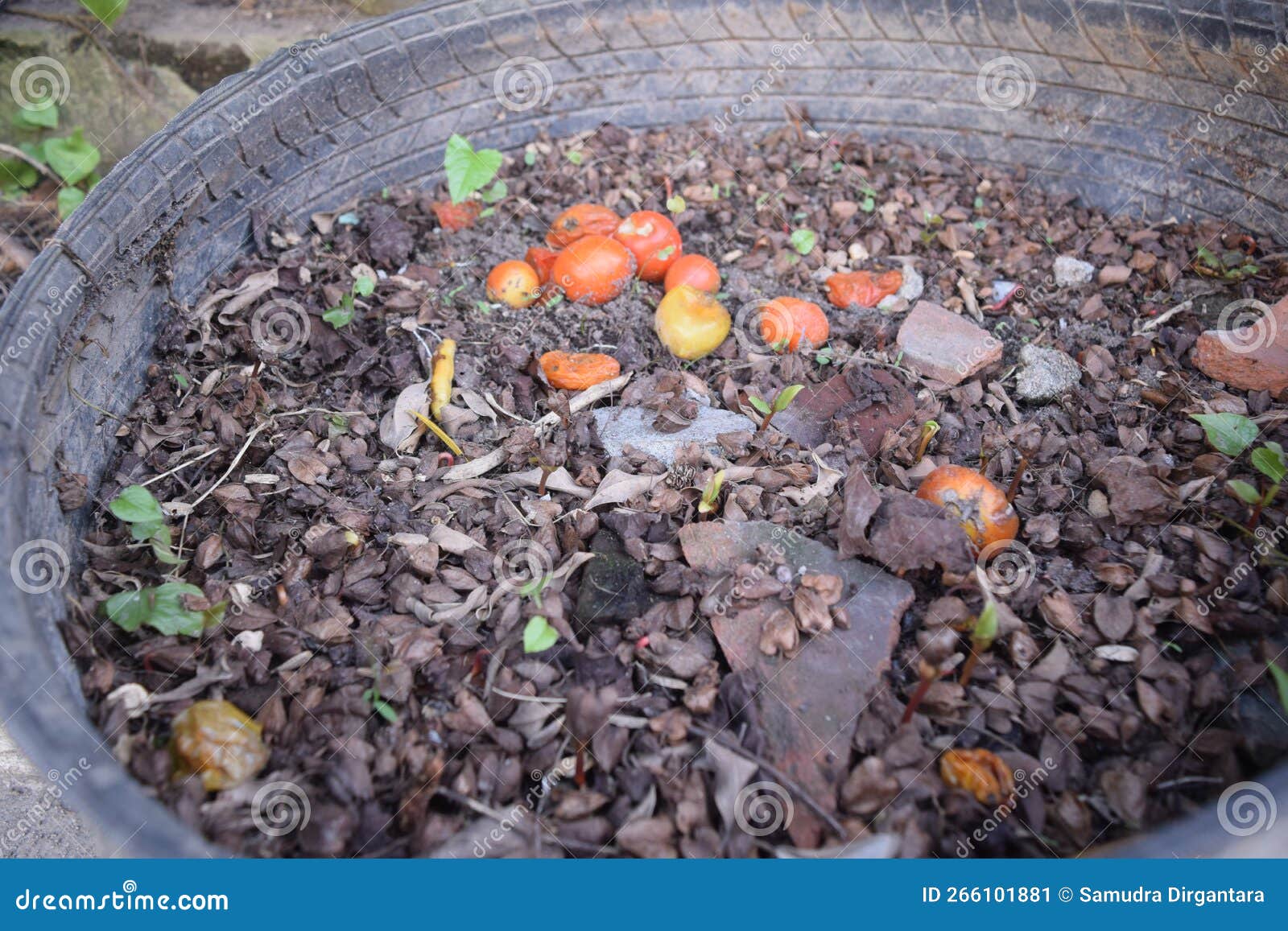 Soil and Compost from Rotting Fruit Stock Image - Image of woodland ...