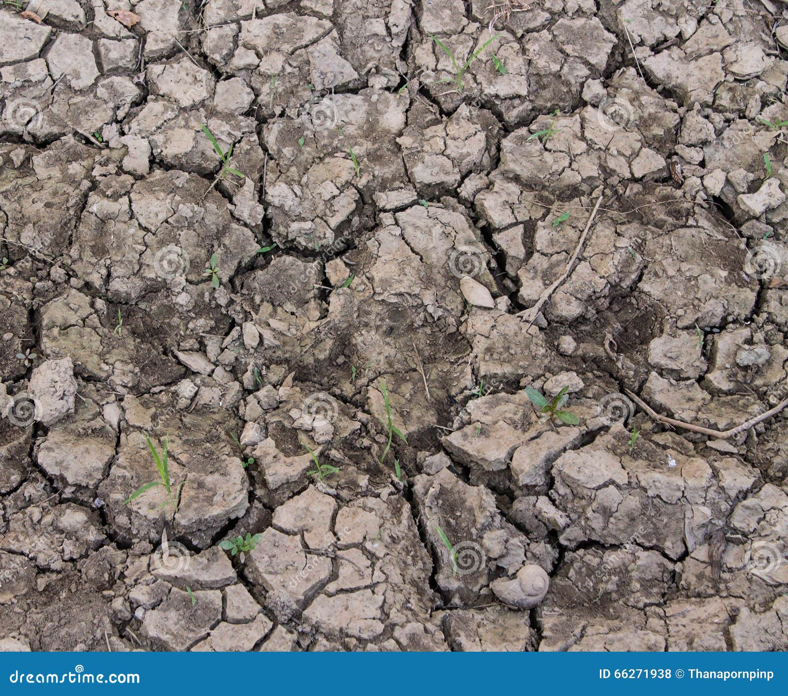 Soil cracked stock photo. Image of soil, heat, agriculture - 66271938