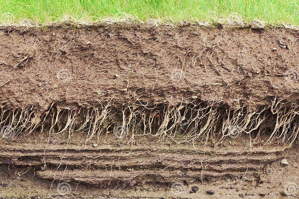 Soil cross section stock photo. Image of turf, root, texture - 26318184