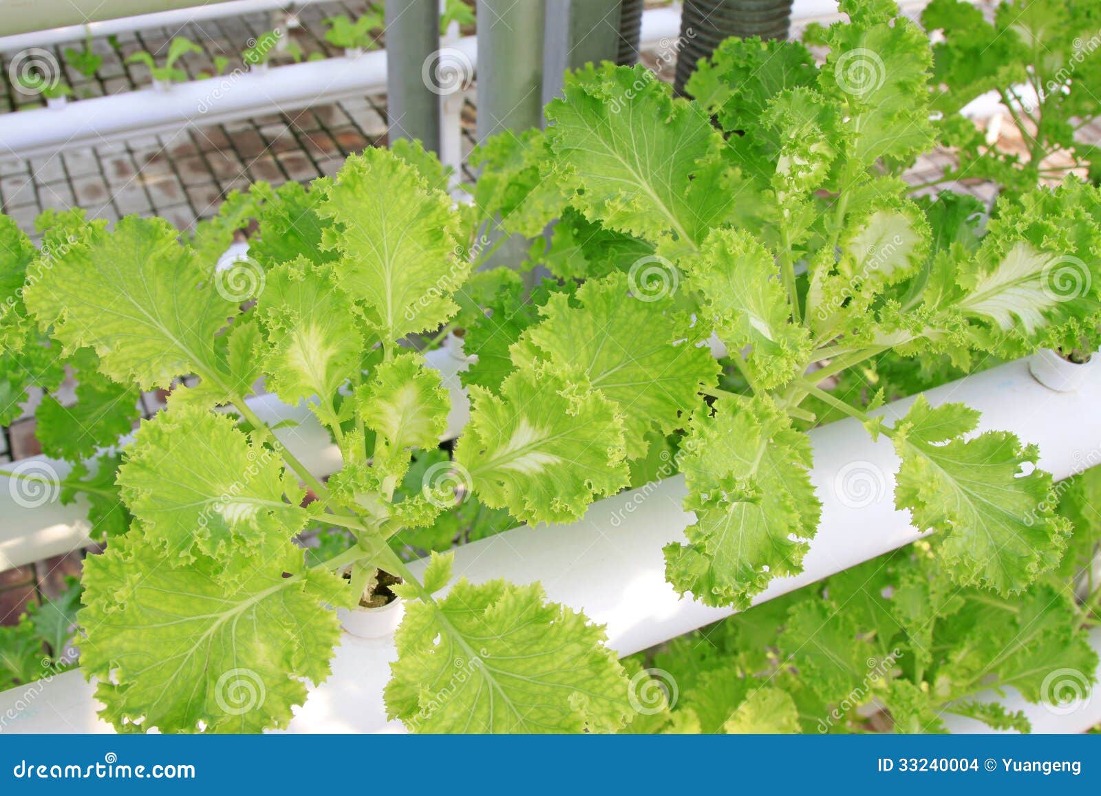Soil less Cultivation of Green Vegetables Stock Photo - Image of ...