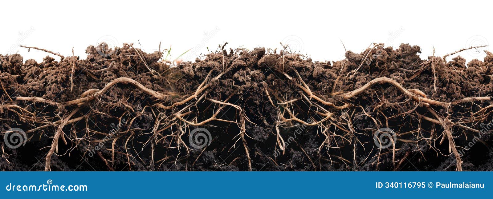 Soil Cut Out with Roots, Isolated on Transparent Background. Stock ...