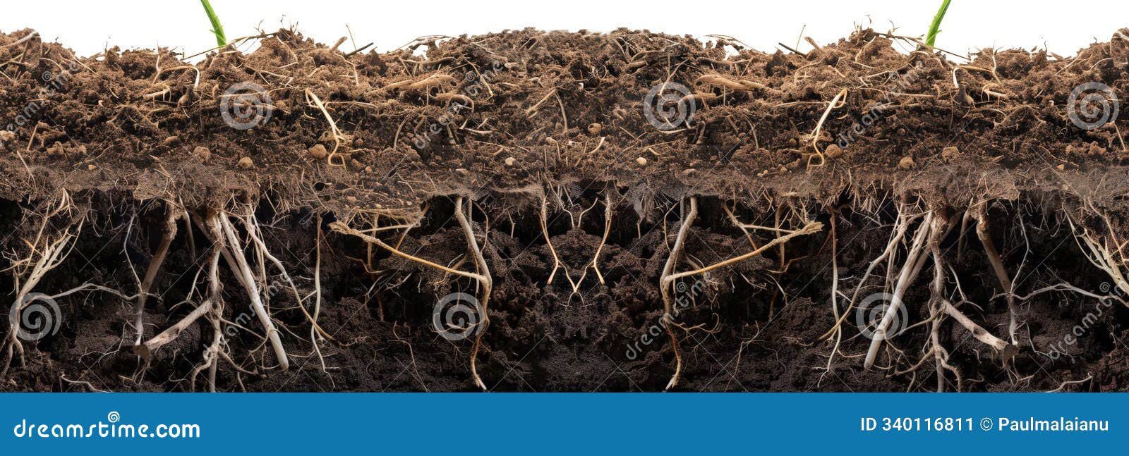 Soil Cut Out with Roots, Isolated on Transparent Background. Stock ...