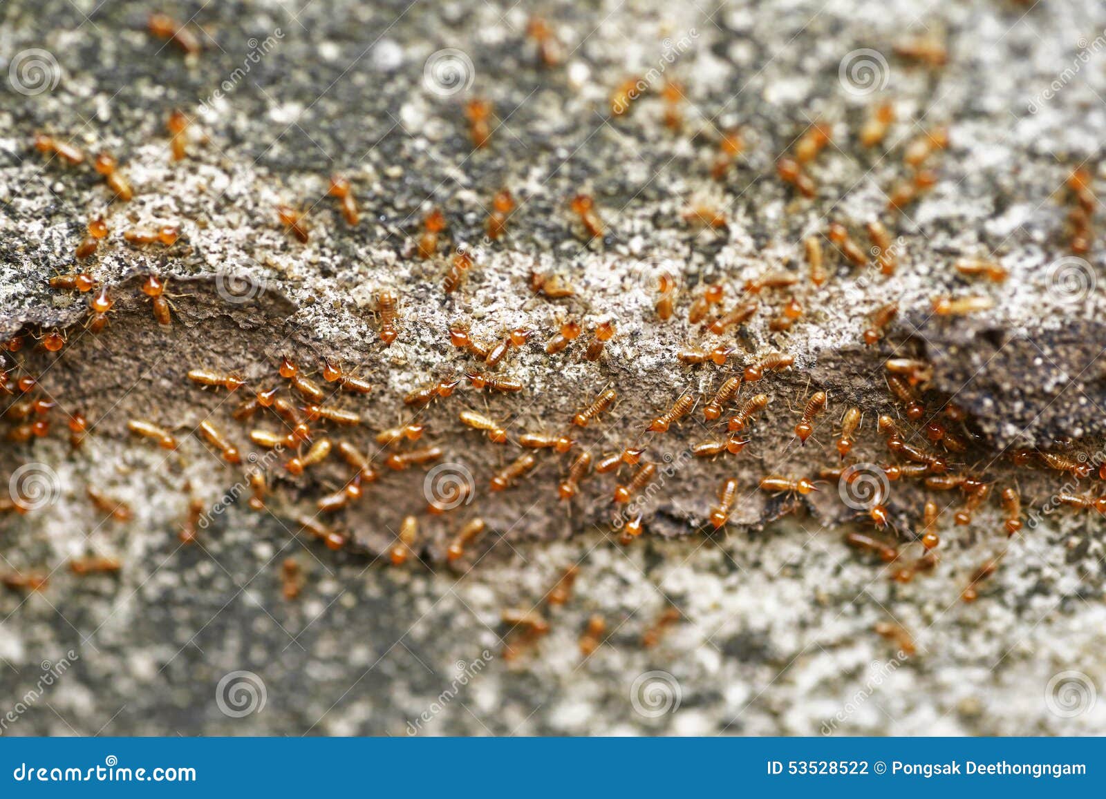 Soil eaters stock photo. Image of eater, group, wood - 53528522