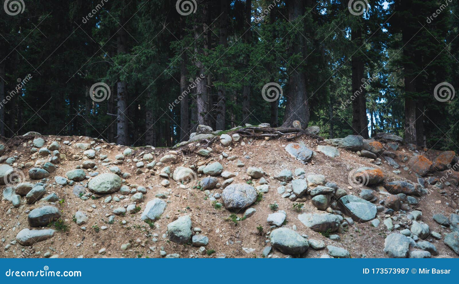 Forests Soil Erosion