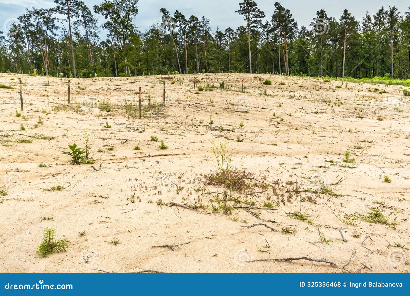 Soil Erosion in a Forest, Arid Landscape without Trees and Plants Stock ...