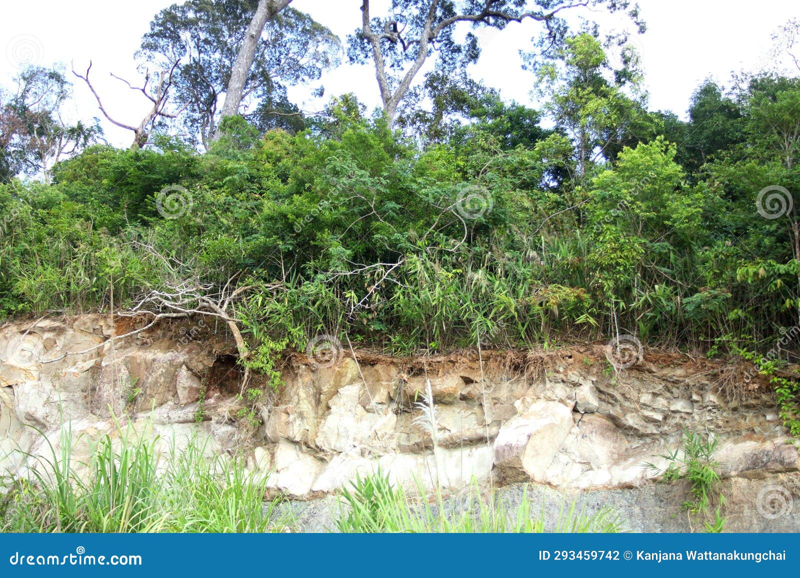 Soil erosion and trees. stock photo. Image of plant - 293459742