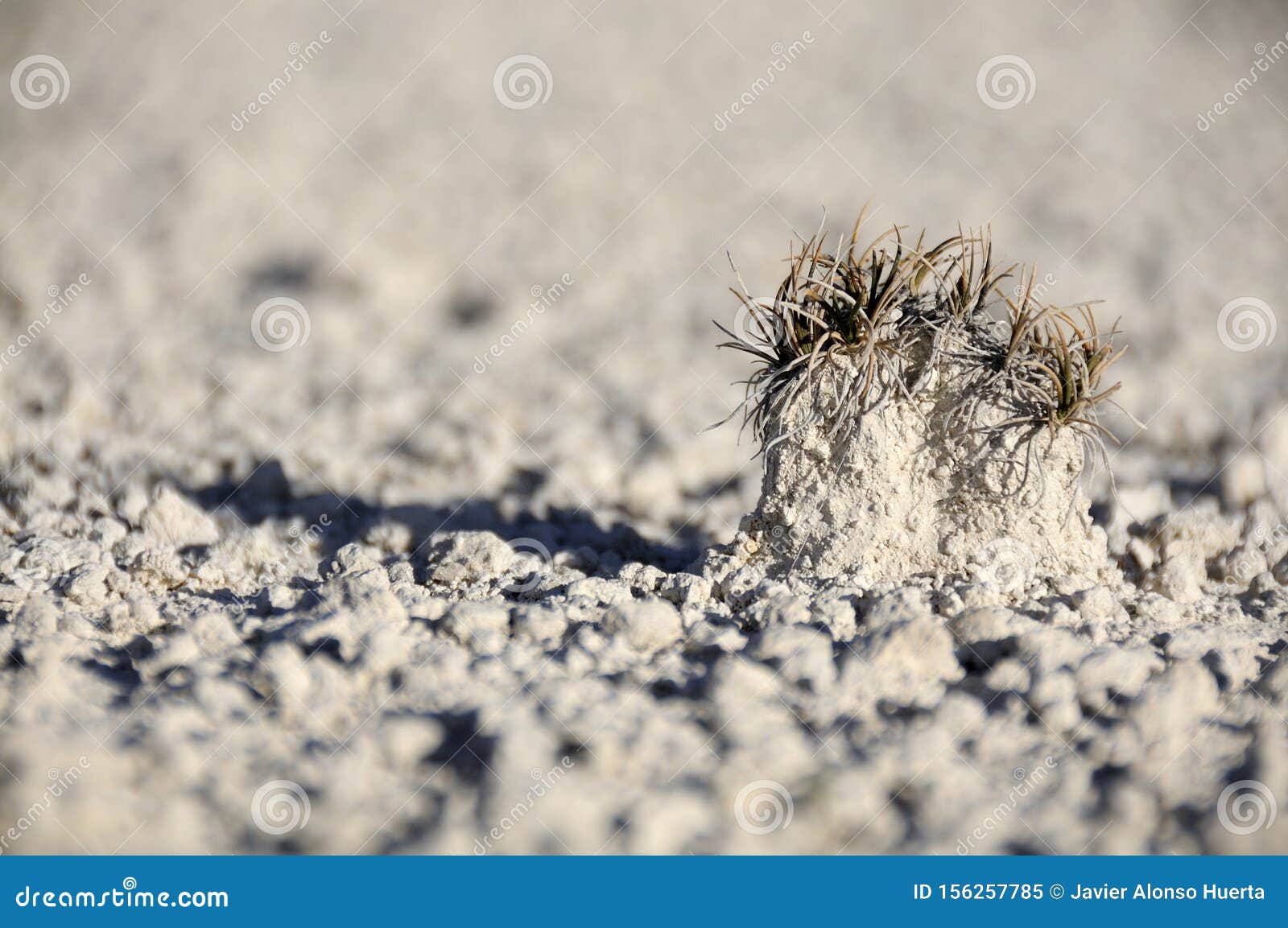 Soil erosion, white sand stock image. Image of extreme - 156257785