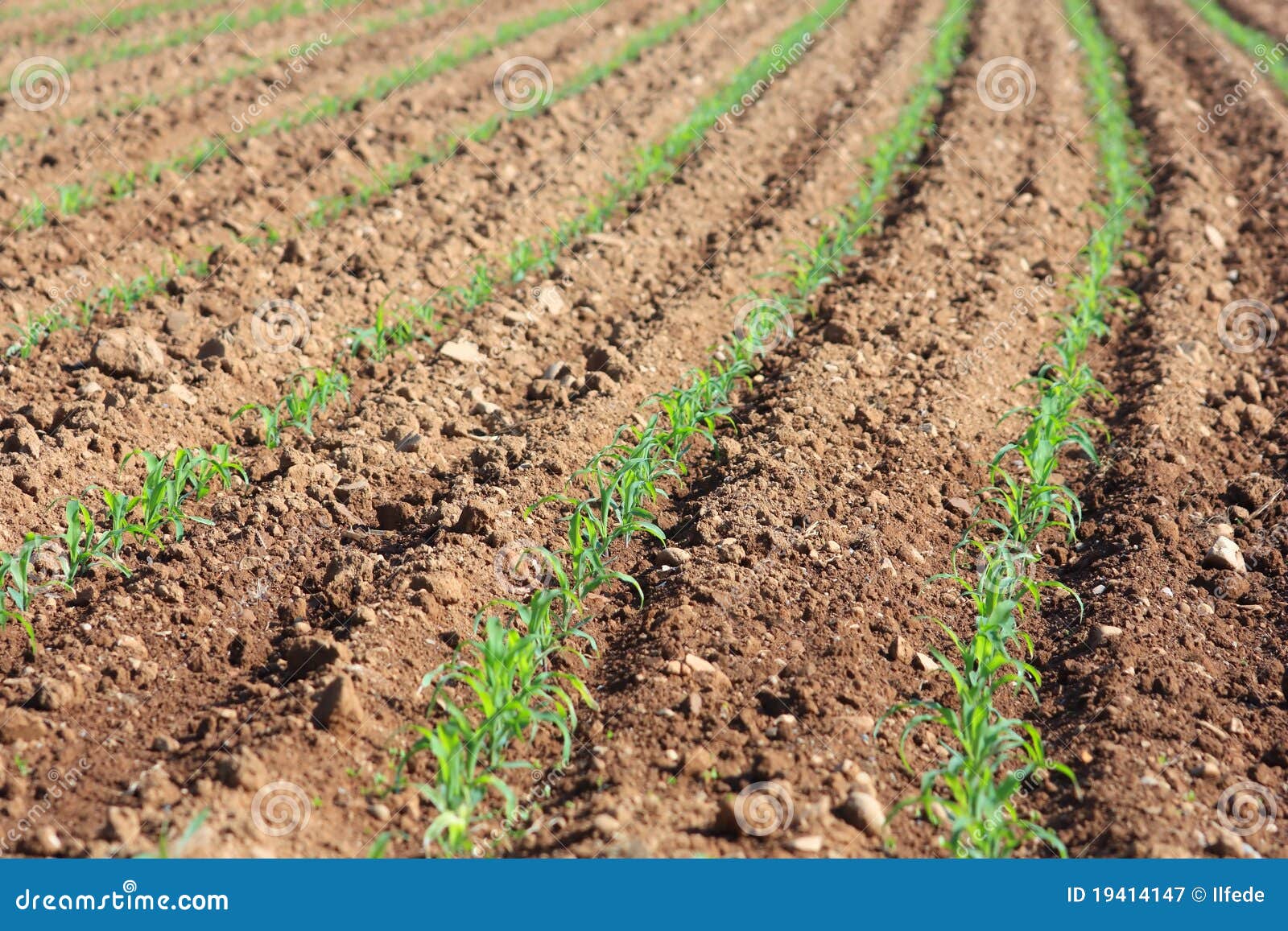 Soil field with corn germ stock image. Image of field - 19414147