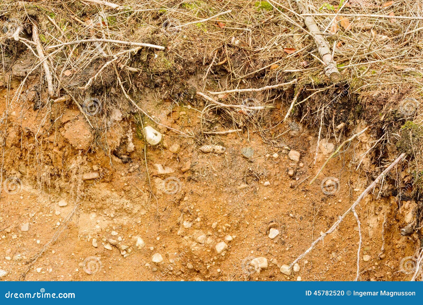 Podzol Soil Profile Stock Image | CartoonDealer.com #240262039