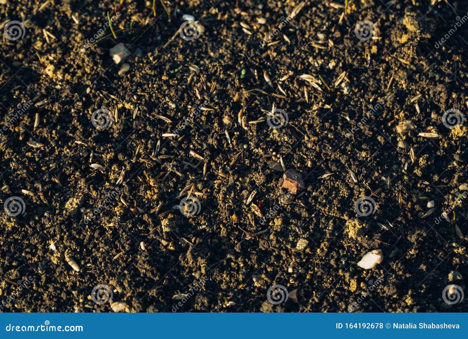 Soil on the Ground with Seeds, As a Texture and Background Stock Photo ...