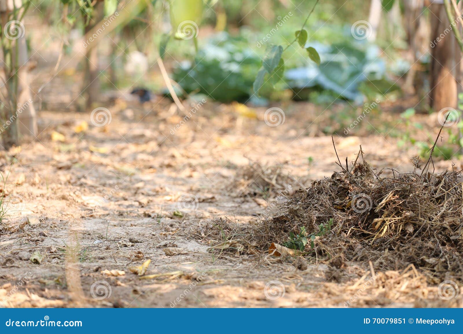 Soil Ground of Vegetable Garden. Stock Image - Image of vegetable ...