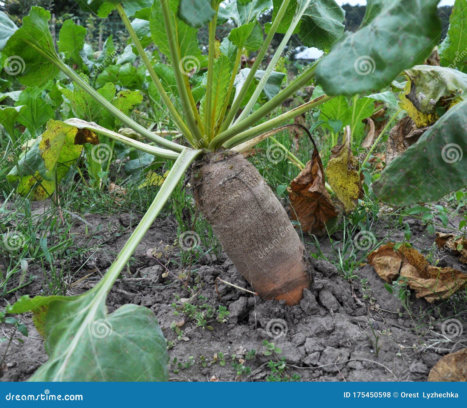 In the Soil Grows Beet Fodder Stock Photo - Image of animal, agronomy ...