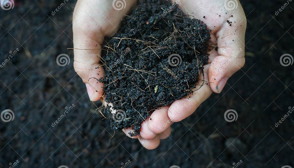 Soil in hand. stock photo. Image of life, concept, earth - 76293070