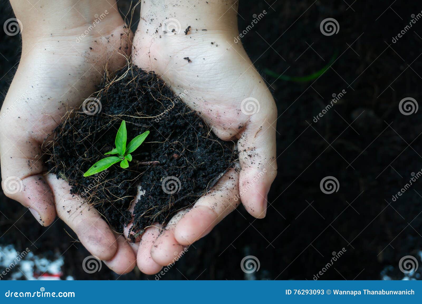 Soil in hand. stock image. Image of cultivated, closeup - 76293093