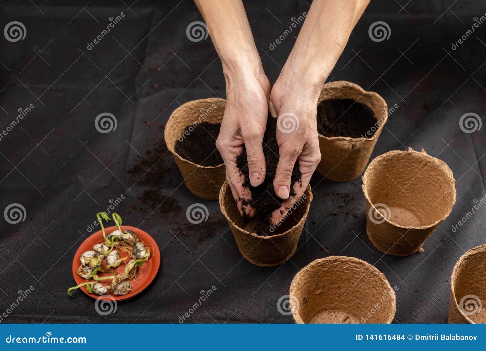 Soil in the Hands of Women, Peat Flower Pot Stock Photo - Image of ...