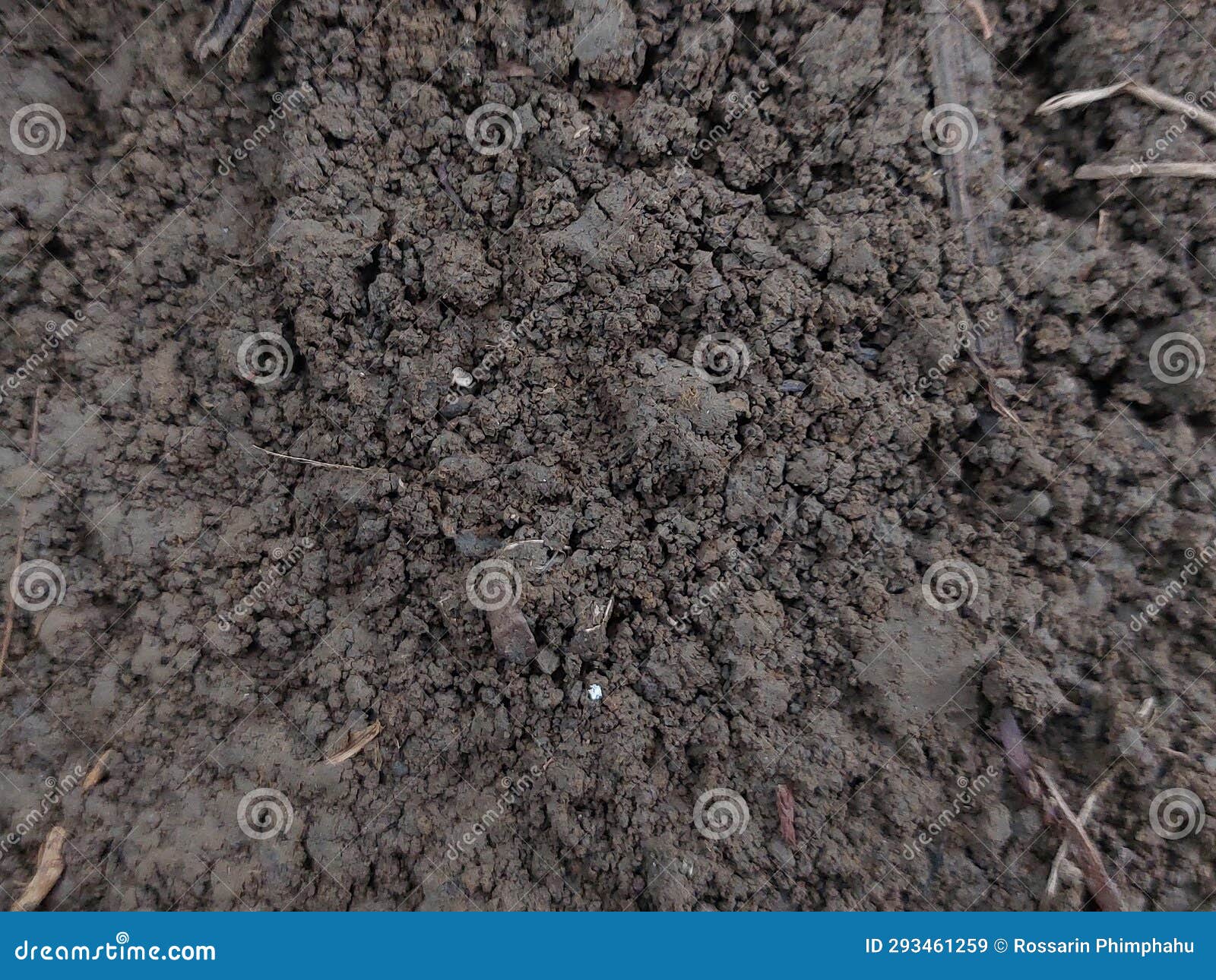 Soil that Has Been Wet by Rain is Suitable for Planting. Stock Image ...