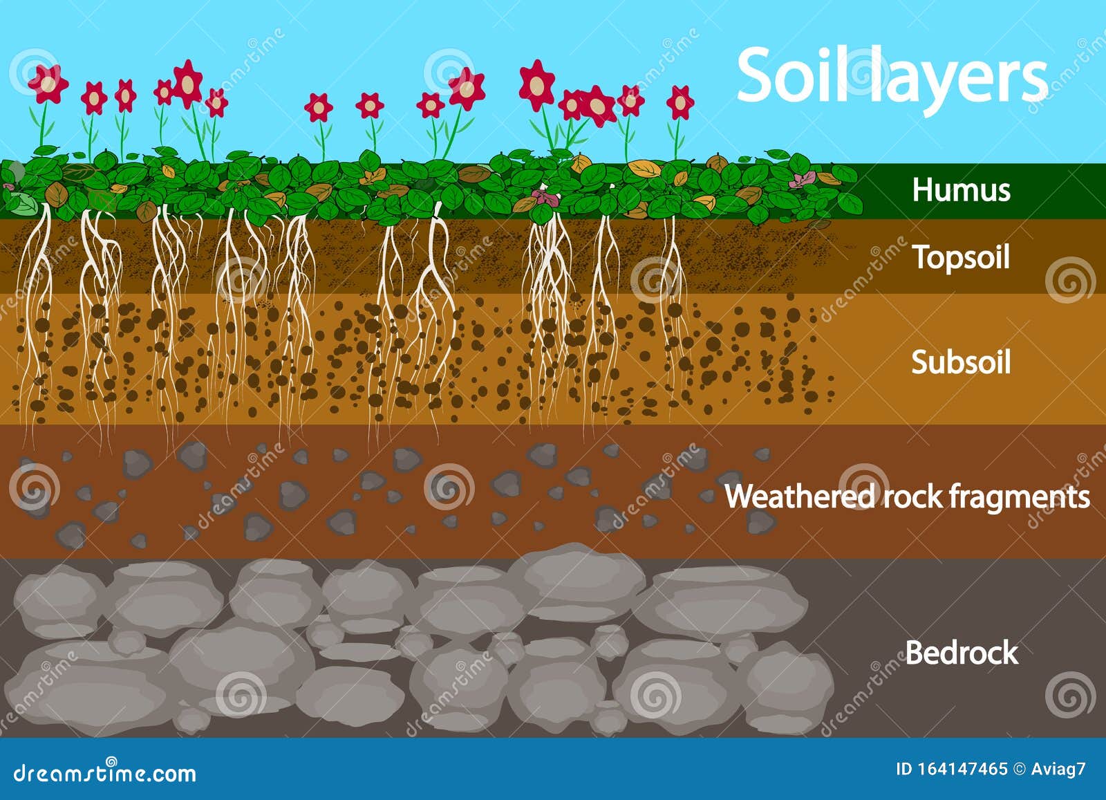 Soil Layers. Diagram For Layer Of Soil. Soil Layer Scheme With Grass ... Soil Layers. Diagram For Layer Of Soil. Soil Layer Scheme With Grass ...