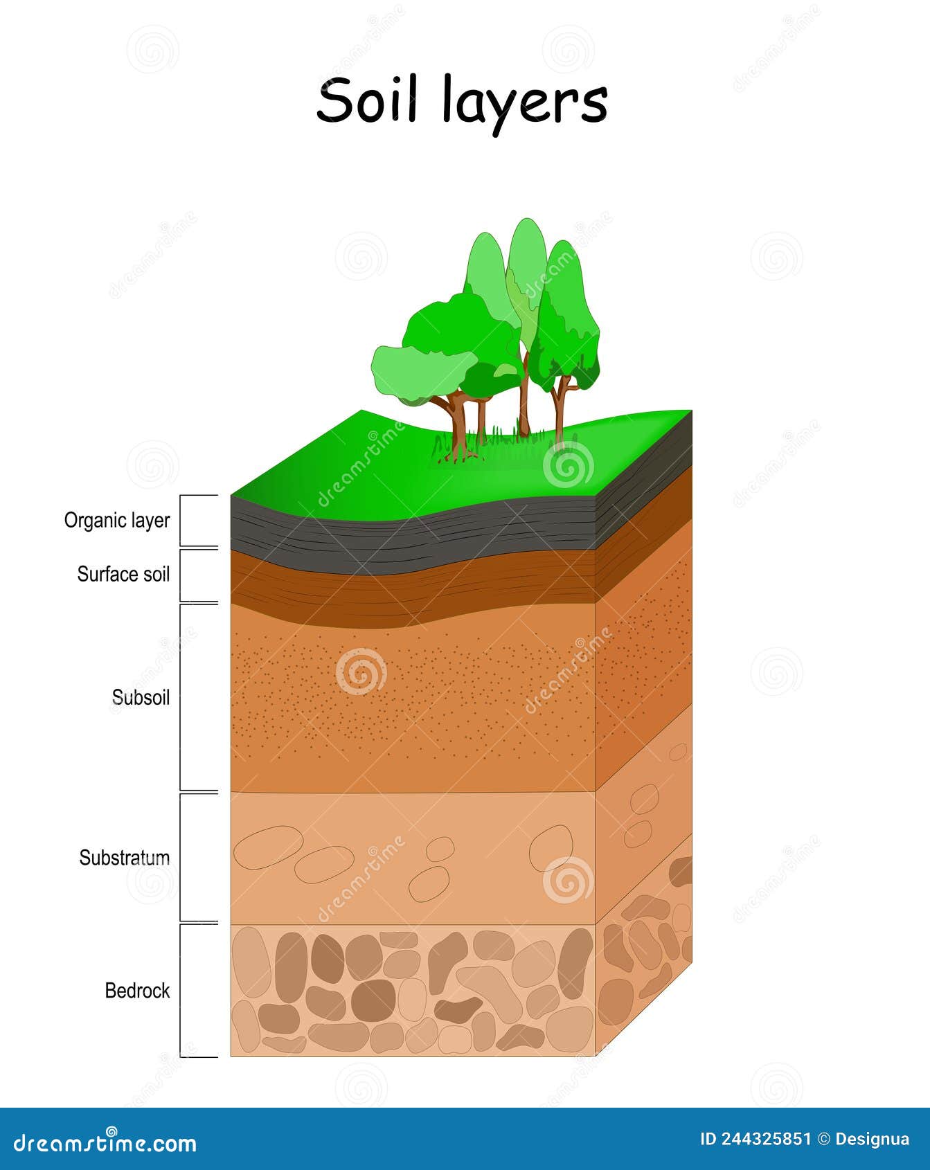Soil Layers. Structure Of Soil Cartoon Vector | CartoonDealer.com ...