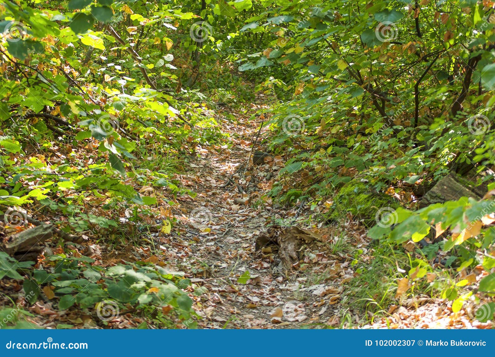 Soil and Leaf Forest Dirty Path Green Forest Road for Walking Stock ...
