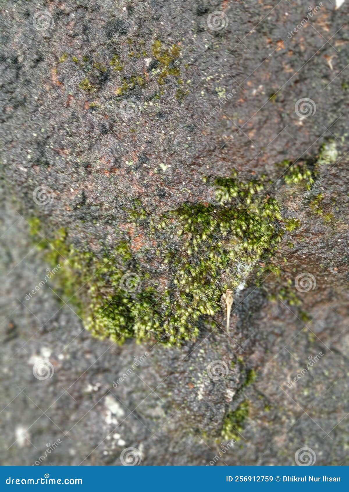 Soil Leaf Plant Green Flower Tree Grass Nature Rock Stock Image - Image ...