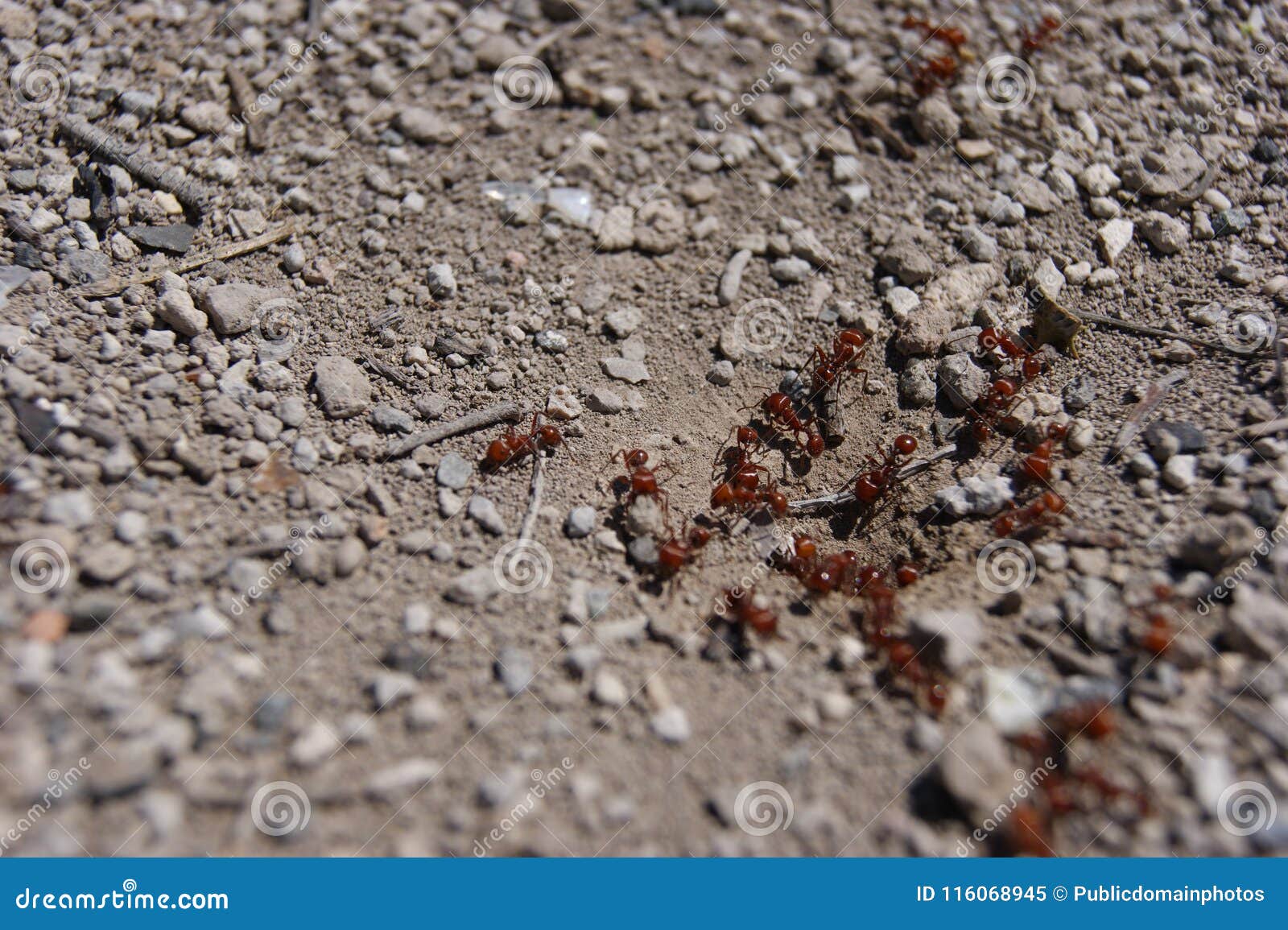 Soil, Membrane Winged Insect, Rock, Insect Picture. Image: 116068945
