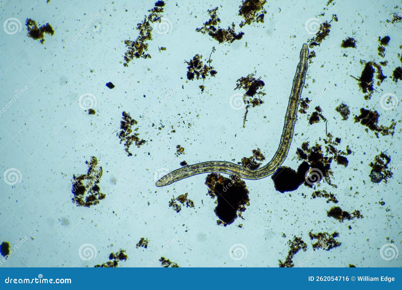 Soil Microbes in a Compost on a Farm in India Stock Photo - Image of ...
