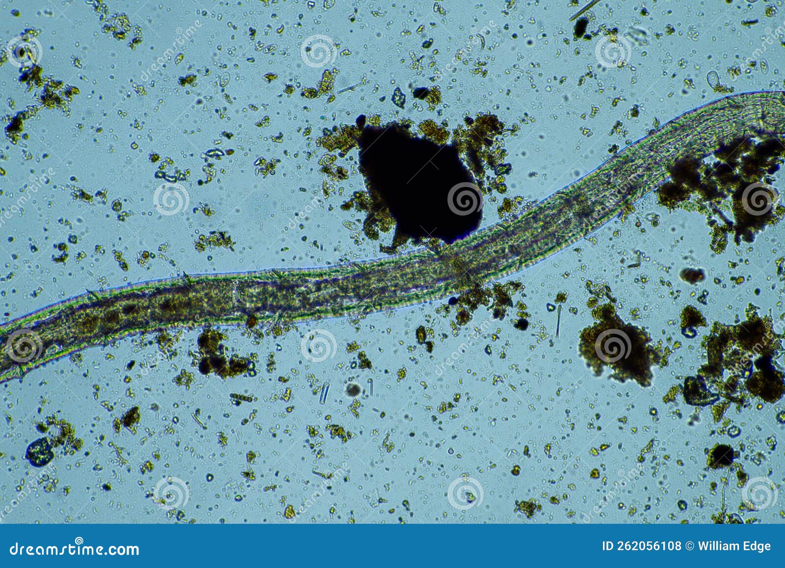 Soil Microbes in a Compost on a Farm in India Stock Photo - Image of ...