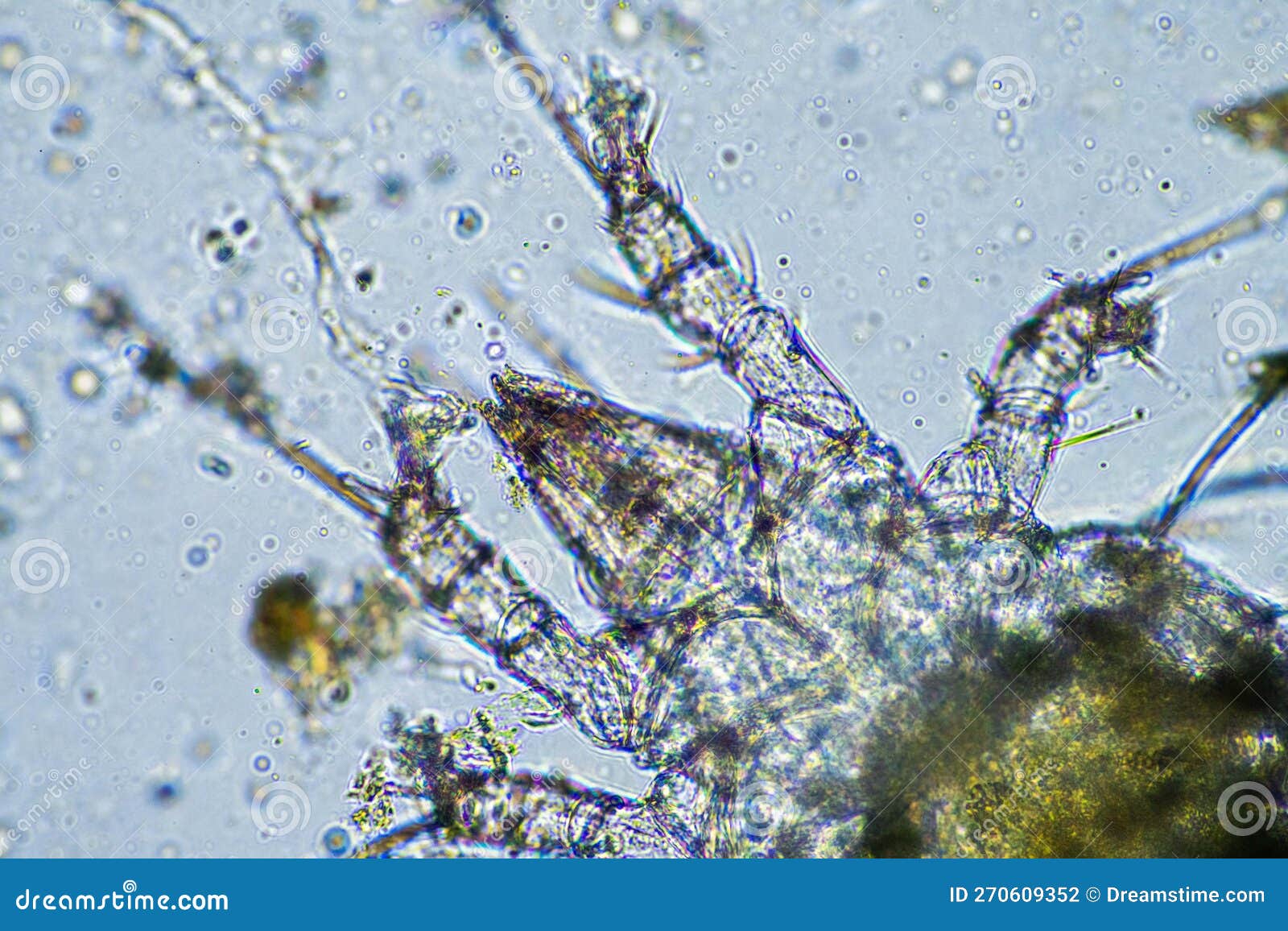Soil Microorganisms Including Nematode, Microarthropods, Micro ...