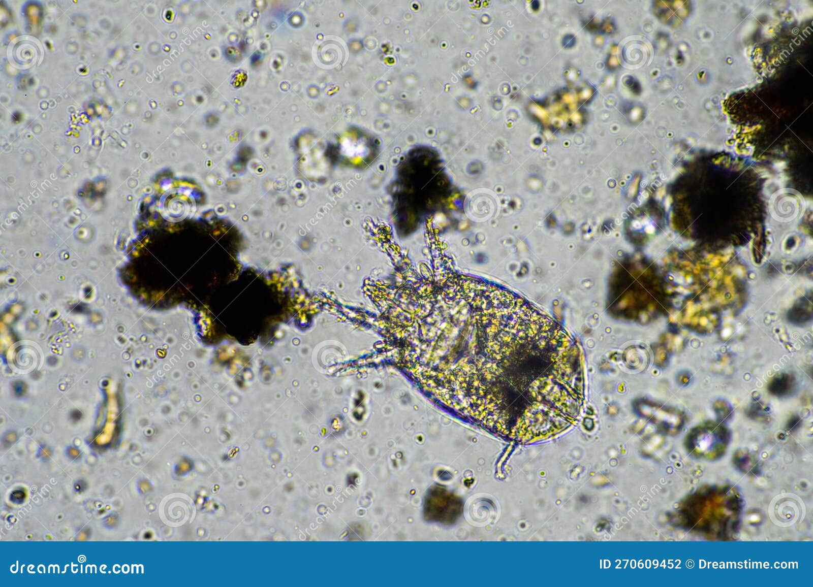 Soil Microorganisms Including Nematode, Microarthropods, Micro ...