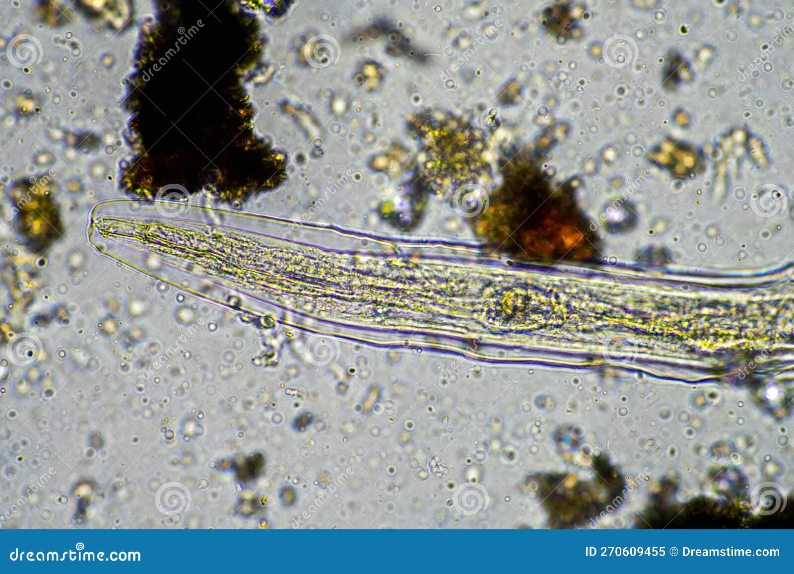 Soil Microorganisms Including Nematode, Microarthropods, Micro ...