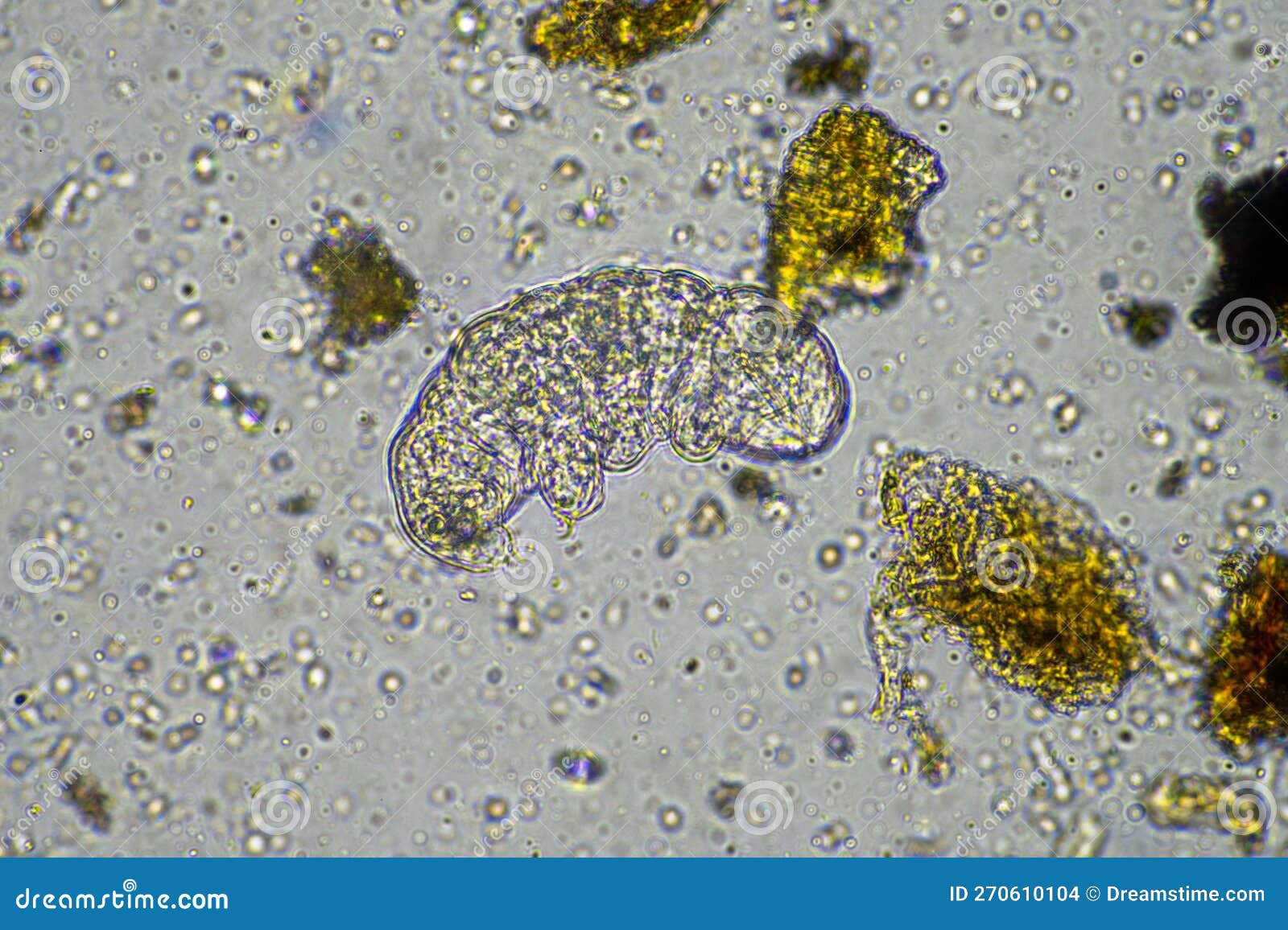 Soil Microorganisms Including Nematode, Microarthropods, Micro ...