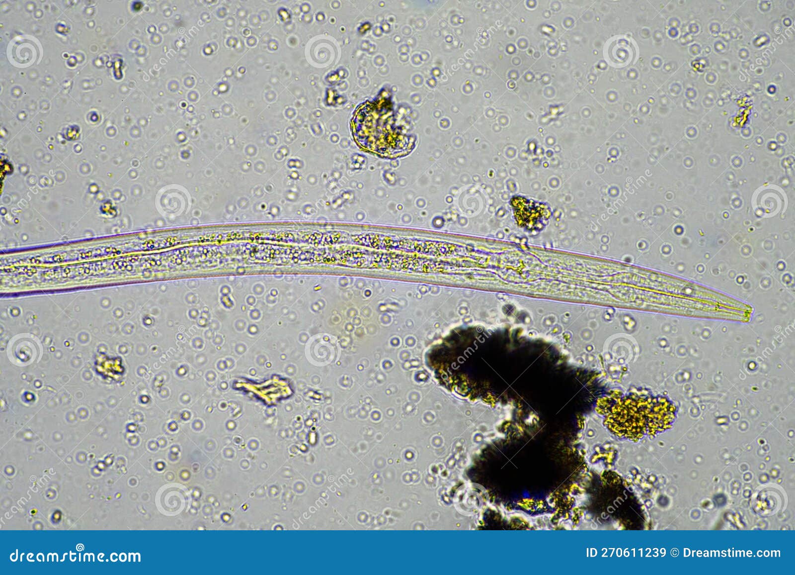 Soil Microorganisms Including Nematode, Microarthropods, Micro ...