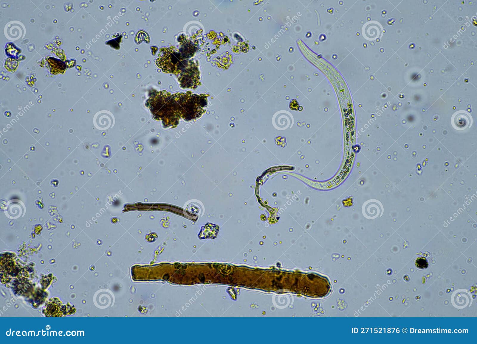 Soil Microorganisms Including Nematode, Microarthropods, Micro ...