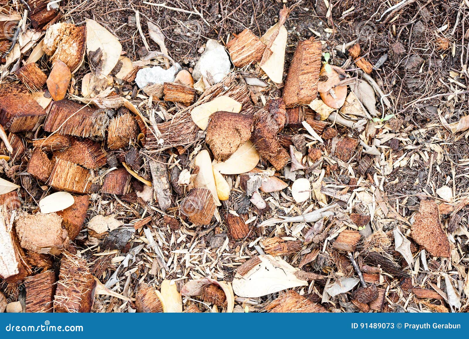 Coconut Spathe Fiber On The Trunk Of Coconut Tree Royalty-Free Stock ...