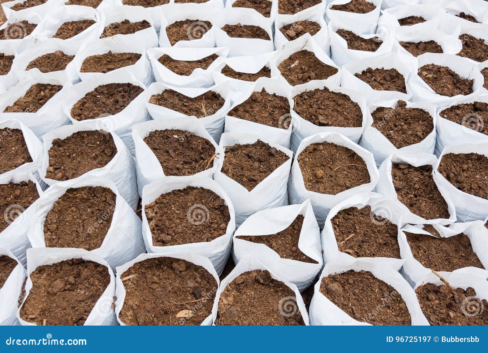 Soil Mixed Fertilizer for Grow Strawberries in White Plastic Bag. Stock ...