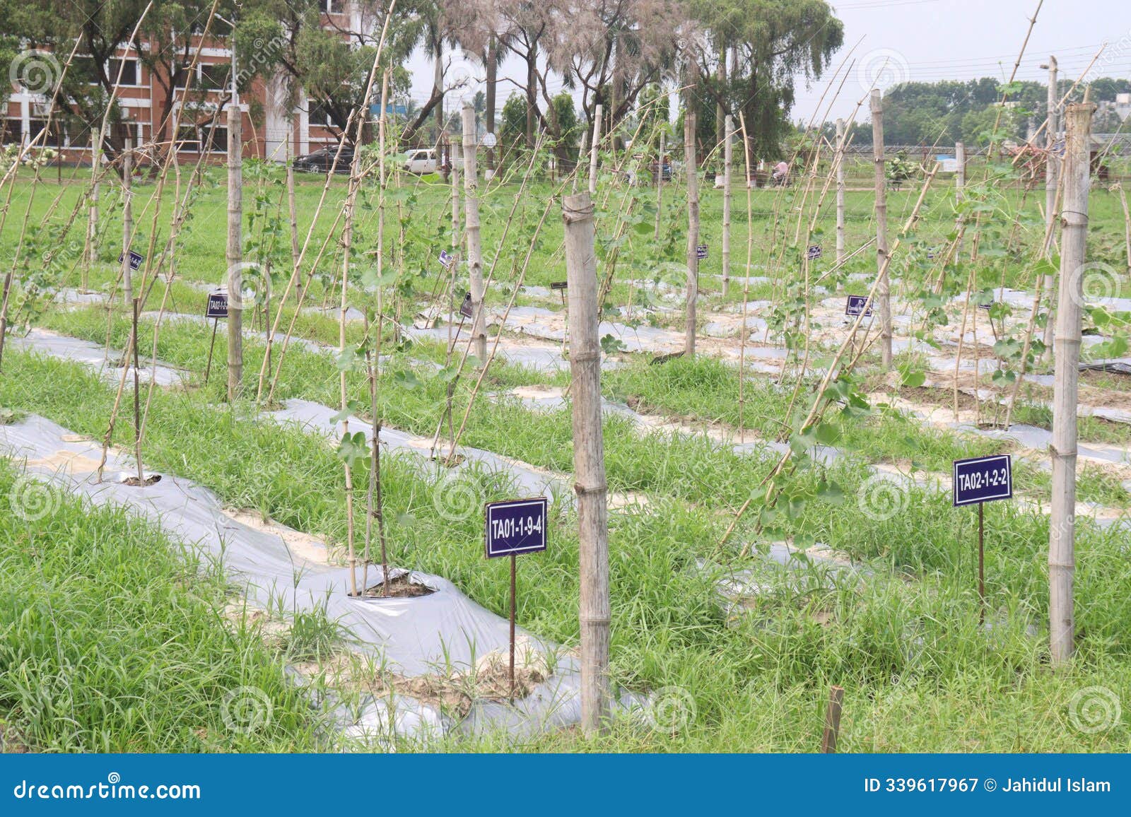 Soil Mulching on Field for Seedling Stock Image - Image of fresh, green ...