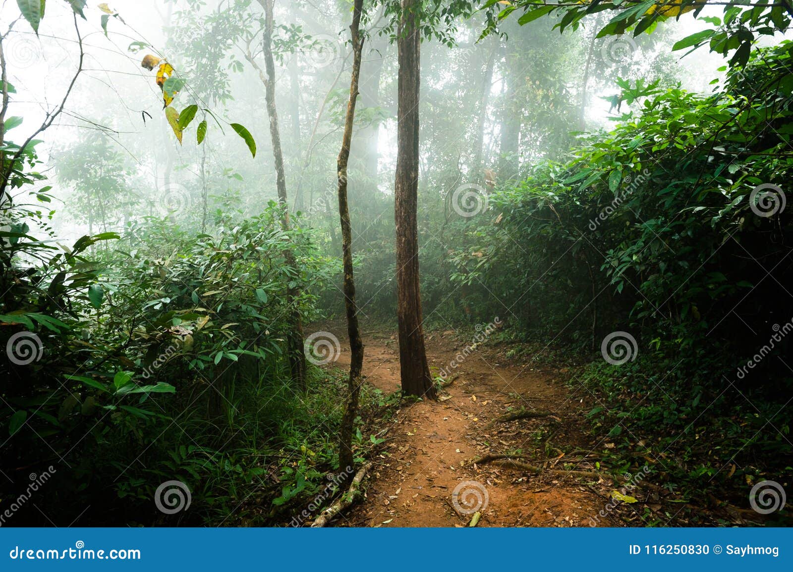 Soil Path and Fog in Forest Stock Photo - Image of nature, forest ...