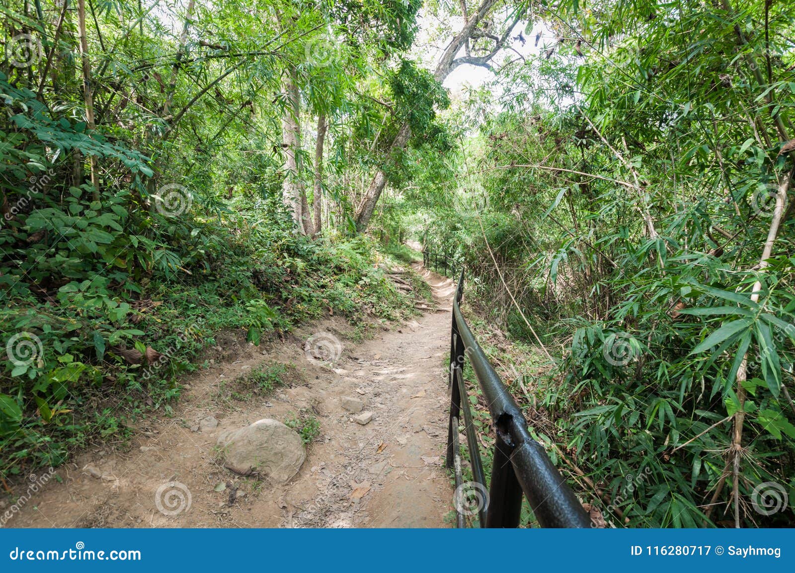 Soil path in forest stock image. Image of green, landscape - 116280717