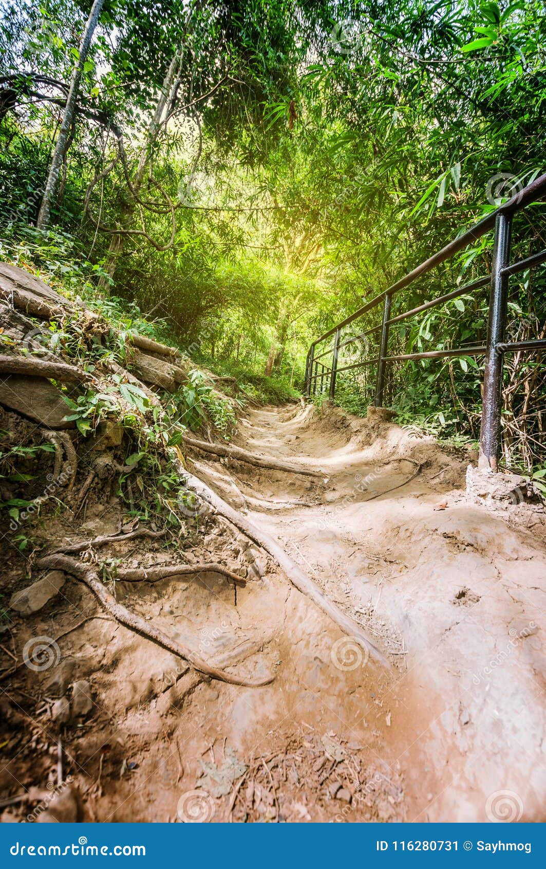 Soil path in forest stock image. Image of environment - 116280731