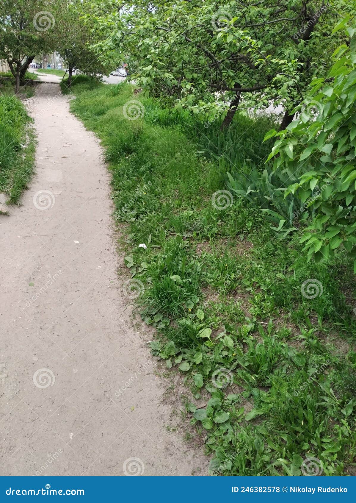 Soil Path among Grass and Trees Stock Photo - Image of green ...