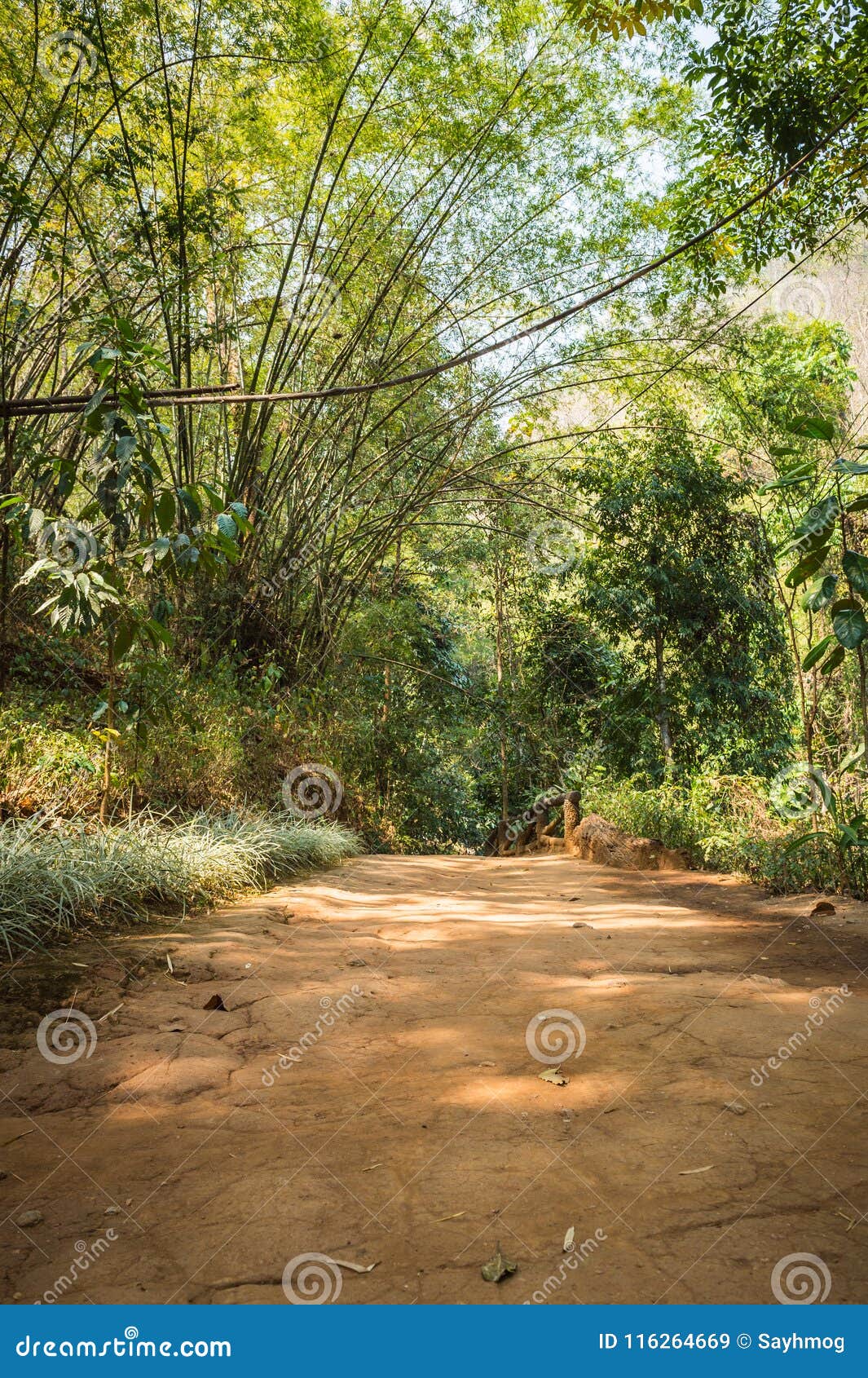 Soil path in natural park stock image. Image of summer - 116264669