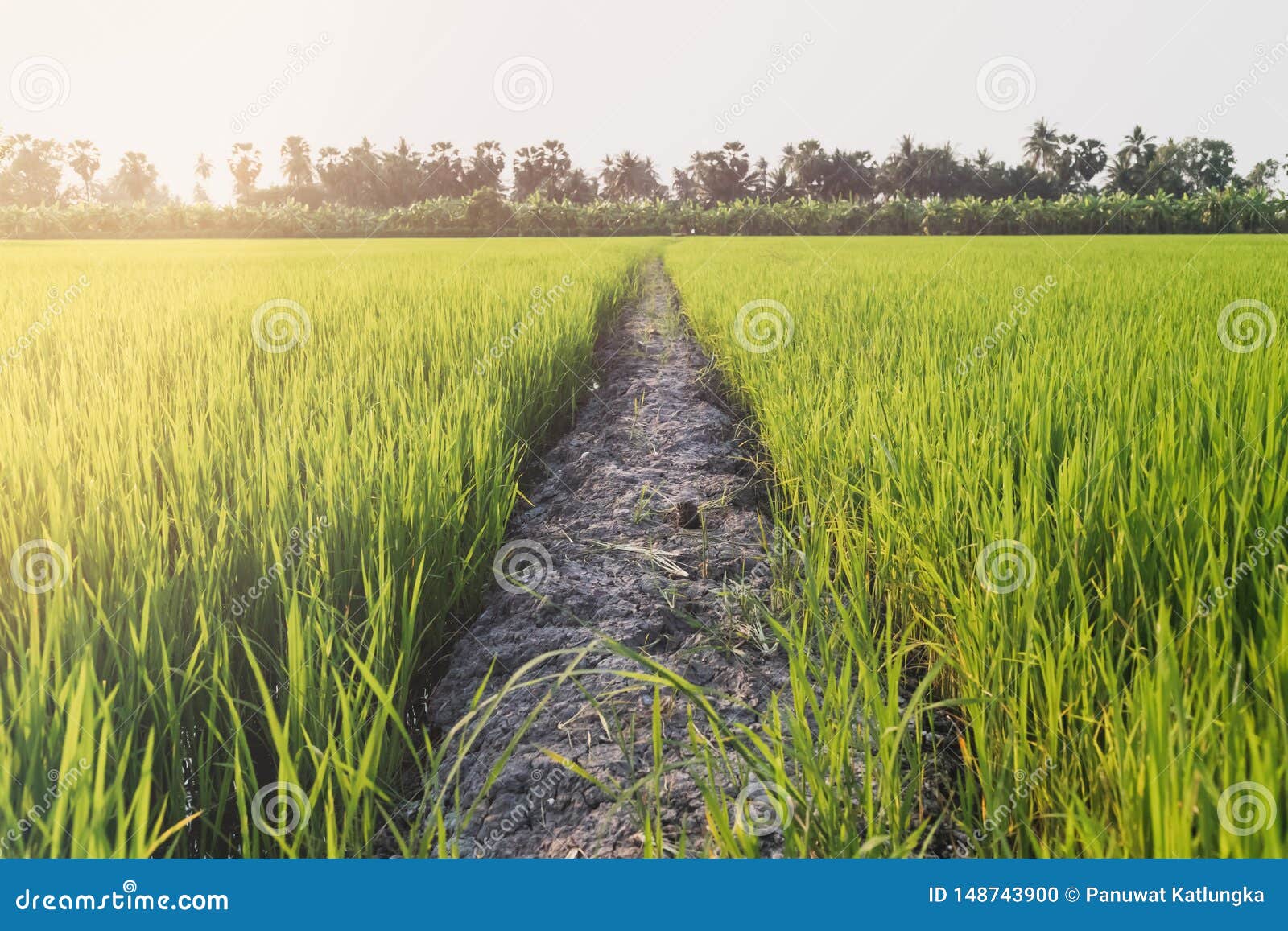 Soil Path between Rice Fields Stock Photo - Image of orange, field ...
