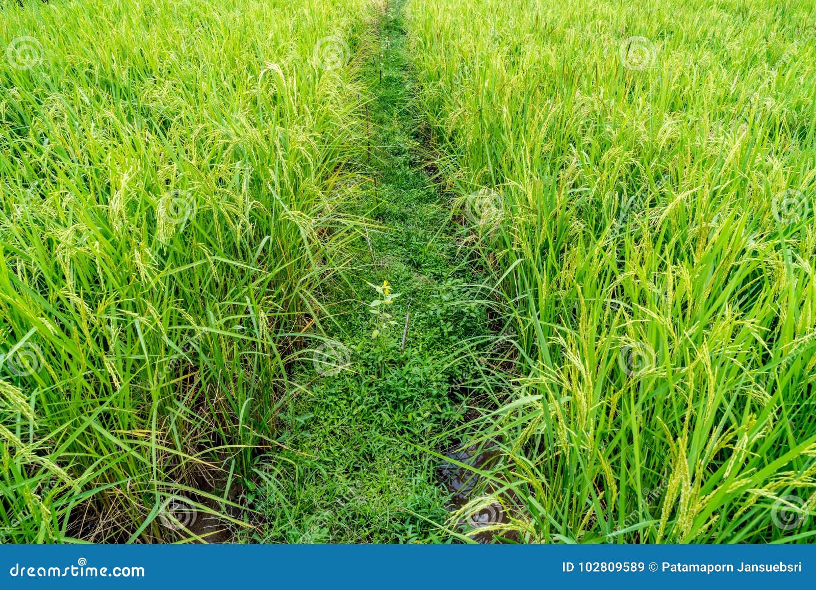 Paddy filed in Thailand stock image. Image of pathway - 102809589