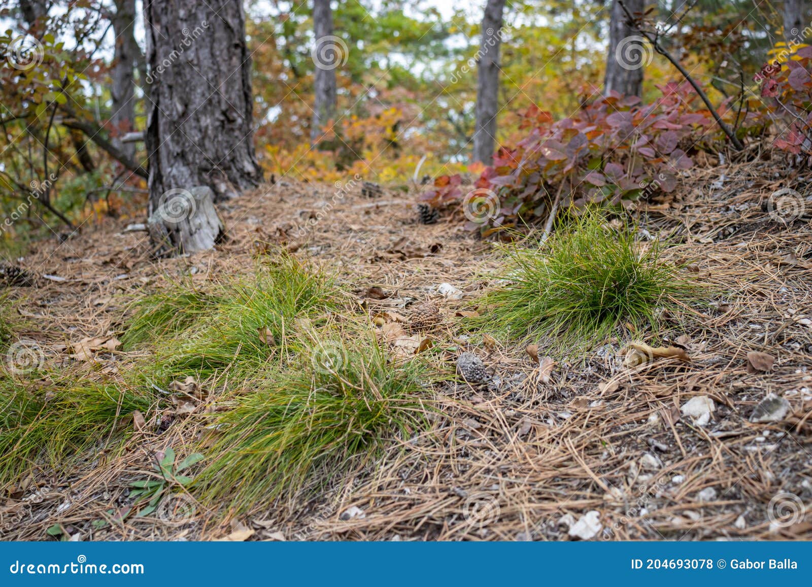 The Soil of a Pine Forest in Autumn with Lumps of Green Grass Stock ...